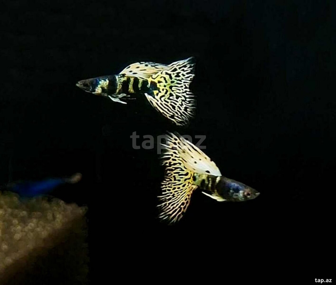 Quppi: 3 AZN — Bakı, Azərbaycan | 45976911 — Tap.Az