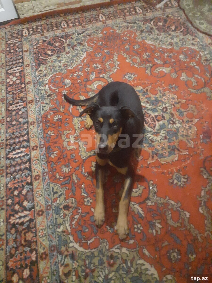 Doberman balası: 500 AZN — Sumqayıt, Azərbaycan | 46102126 — Tap.Az