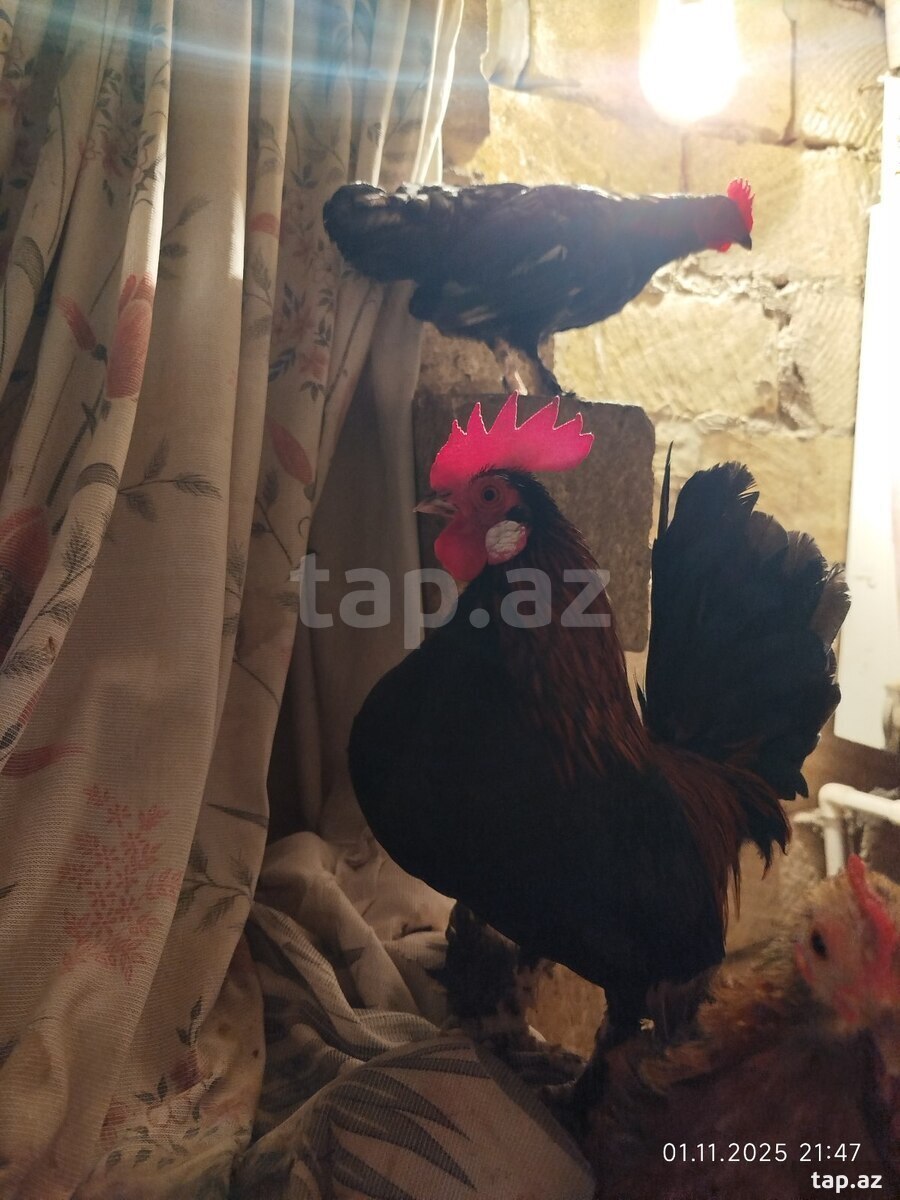 Yaponka toyuqlar: 20 AZN — Bakı, Azərbaycan | 46148893 — Tap.Az