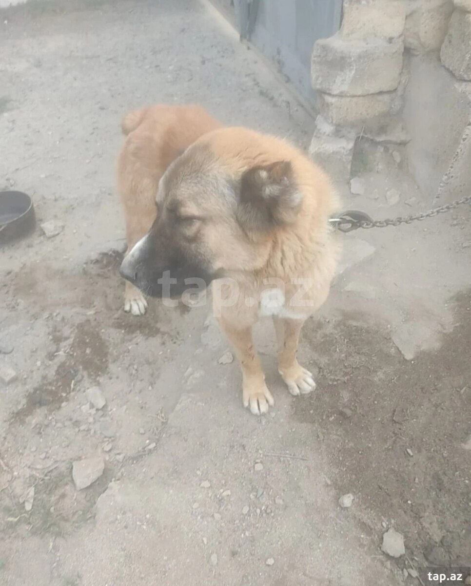 Çoban iti: 220 AZN — Bakı, Azərbaycan | 46254260 — Tap.Az