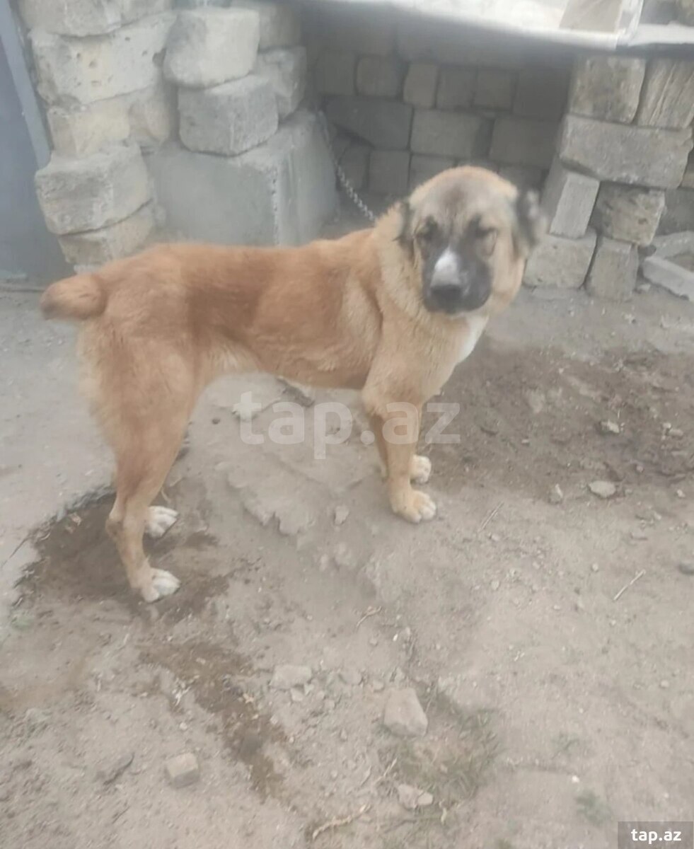 Çoban iti: 220 AZN — Bakı, Azərbaycan | 46254260 — Tap.Az