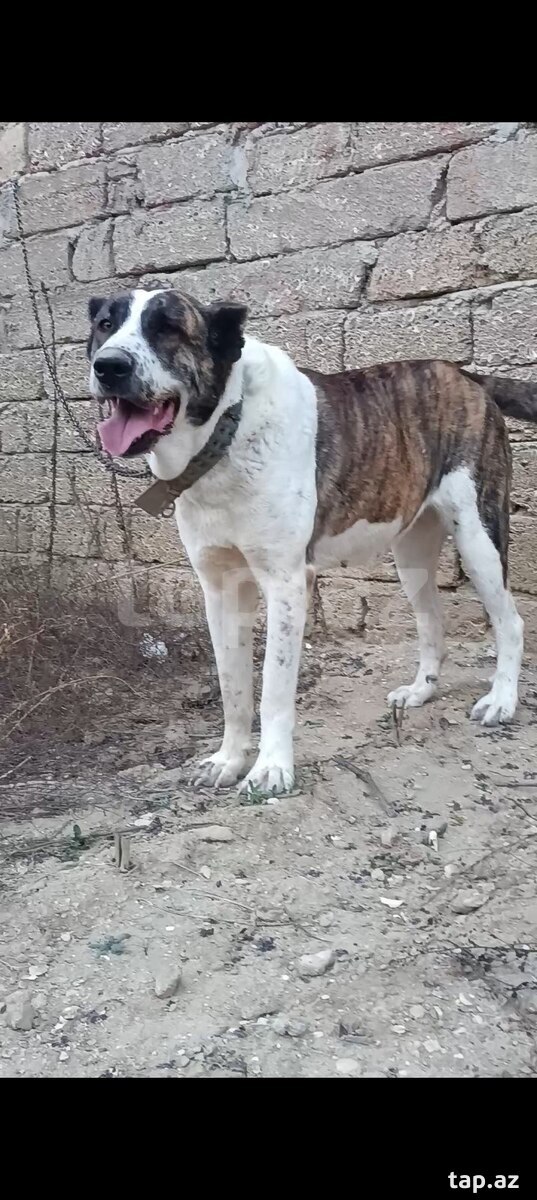 Çoban iti : 170 AZN — Bakı, Azərbaycan | 46312086 — Tap.Az