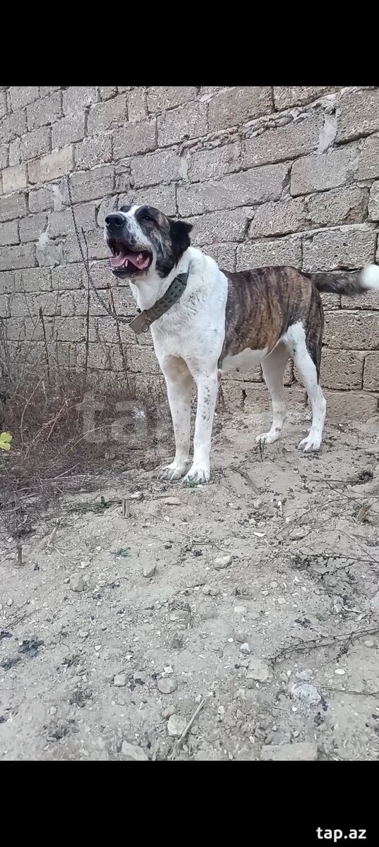 Çoban iti : 170 AZN — Bakı, Azərbaycan | 46312086 — Tap.Az