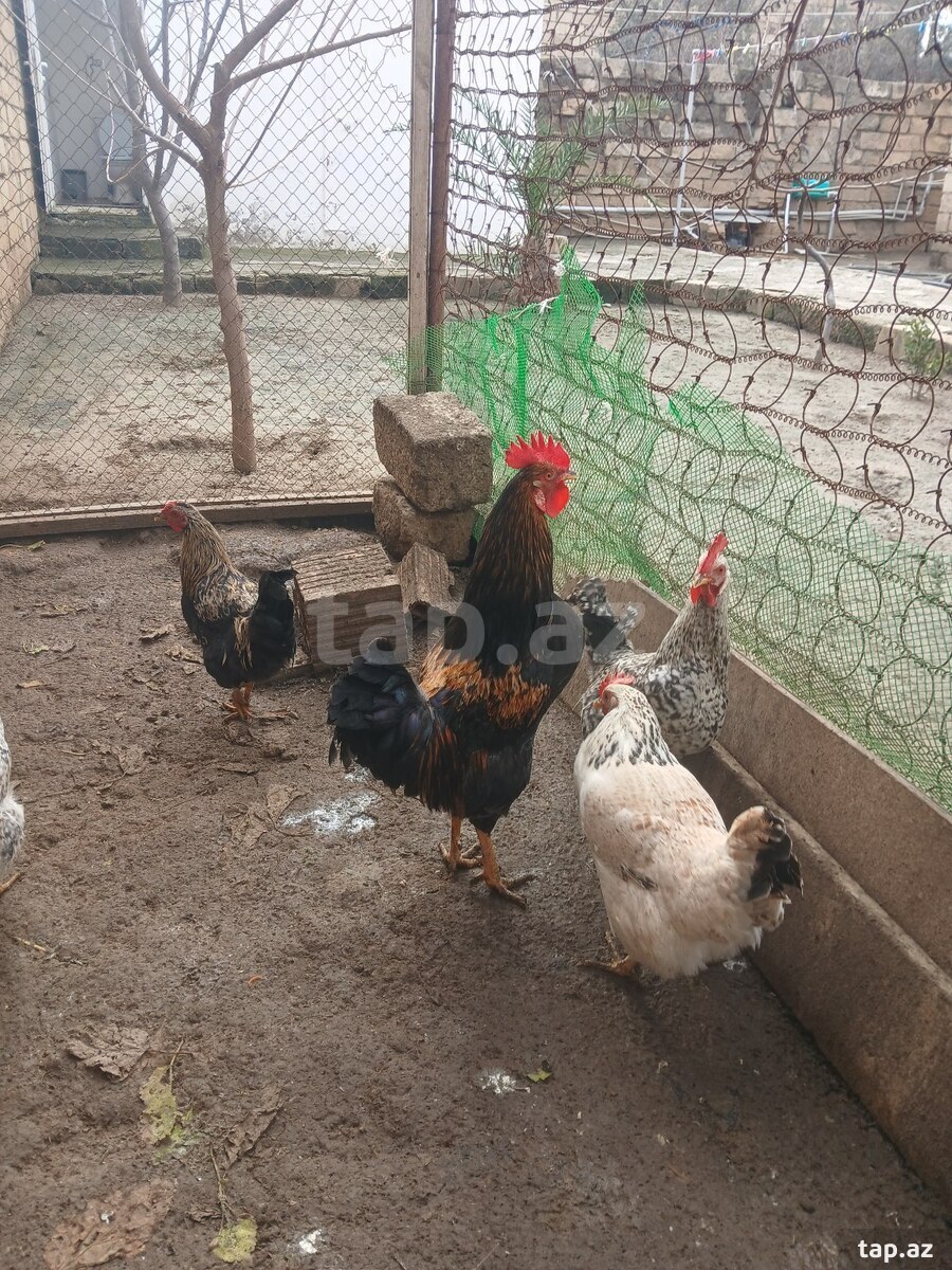 Xoruz: 20 AZN — Bakı, Azərbaycan | 46455742 — Tap.Az